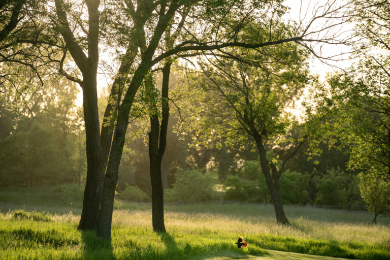 Our Grants - Helmsley Charitable Trust